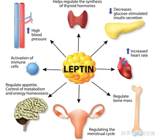 ELISA新品 | Rat Leptin和Rat HGF - 知乎