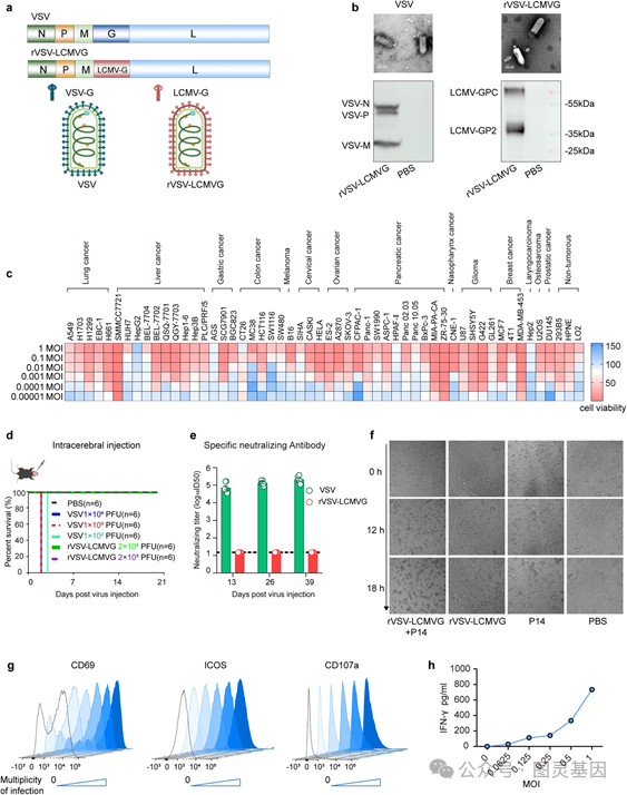 STTT | 厦门大学夏宁邵院士：溶瘤病毒与T细胞或mRNA疫苗联合治疗增强抗肿瘤效果 - 知乎