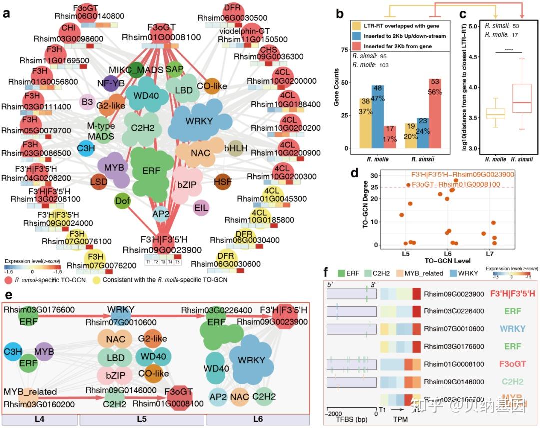 文献解读 | 园艺学顶刊Horticulture Research发表杜鹃gapless基因组及花色差异的多组学研究成果 - 知乎