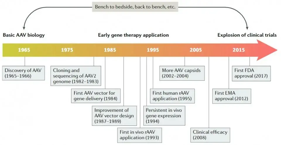 解决基因治疗痛点——AAV-ITR测通+载体稳定构建 - 知乎