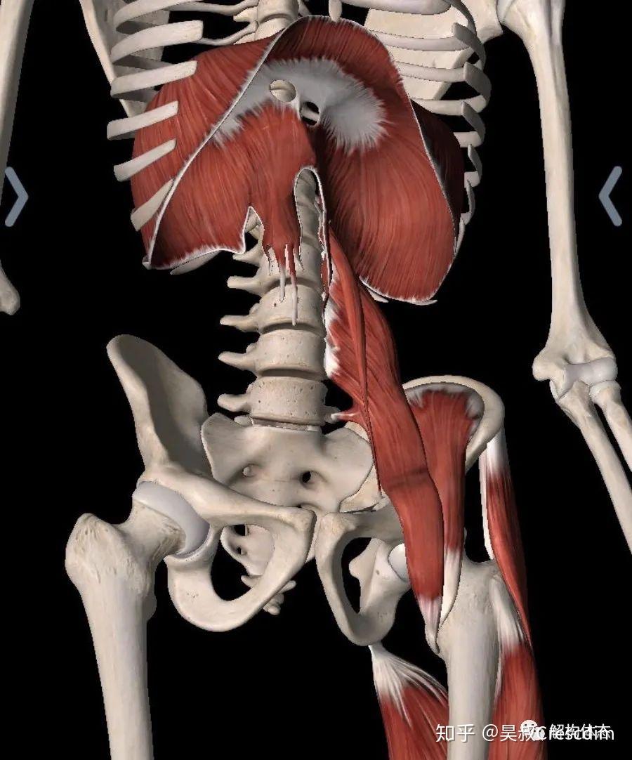 姿势恢复技术（PRI Method）在骶髂关节康复中的应用（上篇） - 知乎