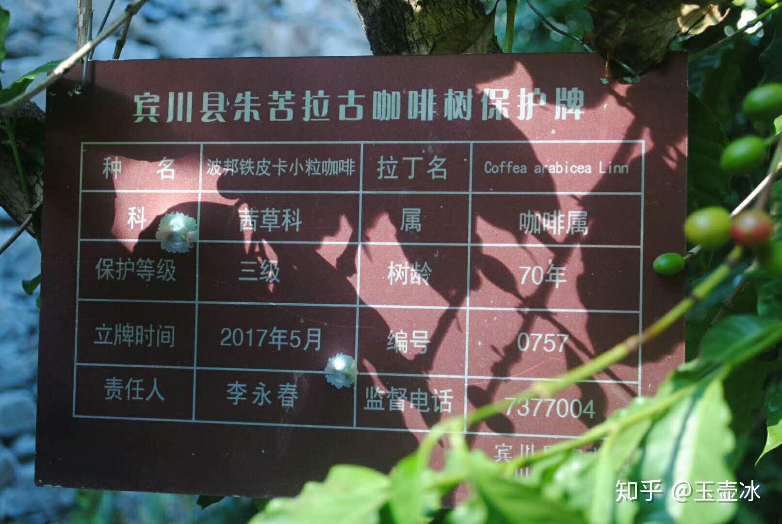 大理宾川县朱苦拉村---小粒咖啡的起源地 - 知乎