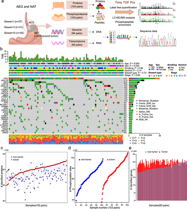 Nat Commun｜多组学揭示食管胃交界处腺癌(AEG)的三种蛋白质组学亚型及潜在的可药物化靶点 - 知乎