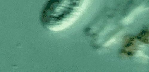 【古菌域全系列14】隐藻界Cryptista：隐于世间而影响世界 - 知乎