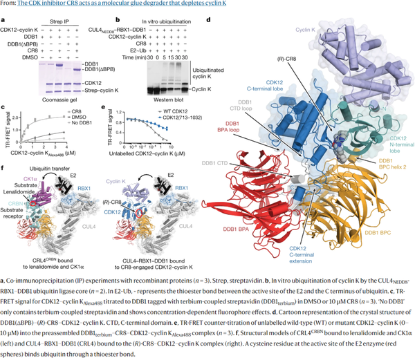 非度胺类molecular glue degrader之CR8 - 知乎