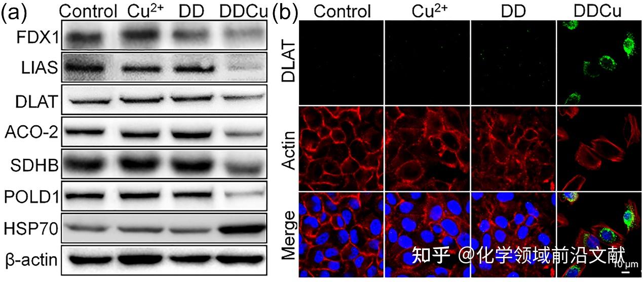 南京大学王晓勇/郭子建Sci. China Chem.：铜配合物重塑肿瘤能量代谢和免疫微环境 - 知乎