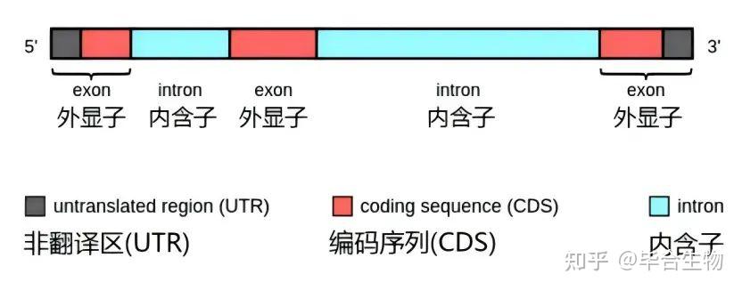 外显子、内含子、UTR、CDS、ORF，傻傻分不清？🧬 - 知乎