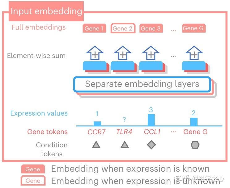单细胞组学大模型（8）--- scGenePT，scGPT和GenePT的结合，实验数据和文本数据的交融模型 - 知乎