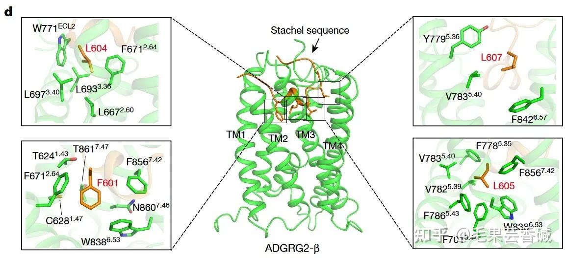 ADGRG2和ADGRG4的连接肽激活机制 - 知乎