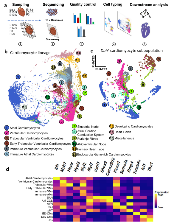 Nat. Commun. | Stereo-seq助力绘制不同发育阶段小鼠心脏的单细胞时空图谱 - 知乎