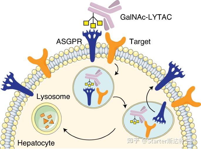 ASGPR的功能及其临床应用研究 - 知乎