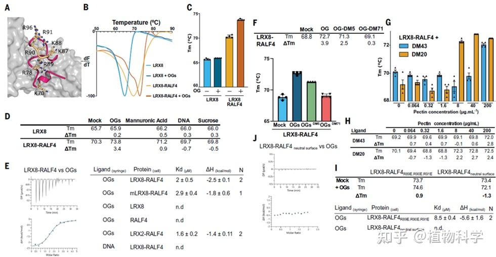 Science｜重大突破！植物RALF4新功能，作为细胞壁结构成分 - 知乎