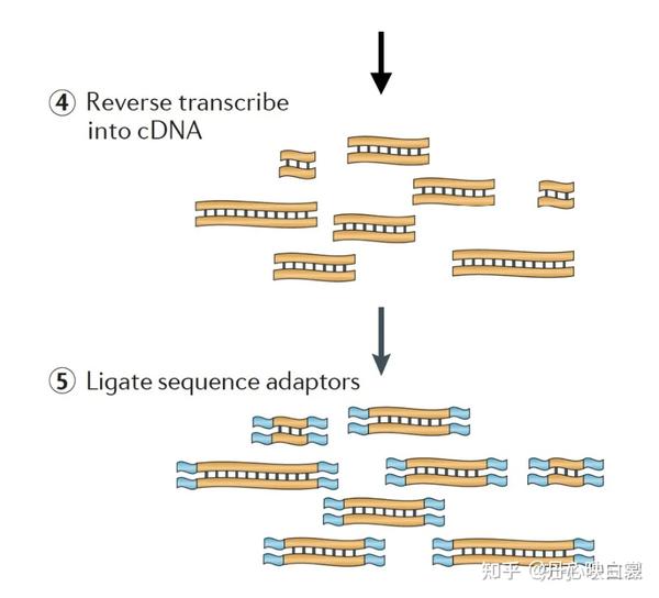 学习笔记|一文掌握RNA-seq理论部分 - 知乎