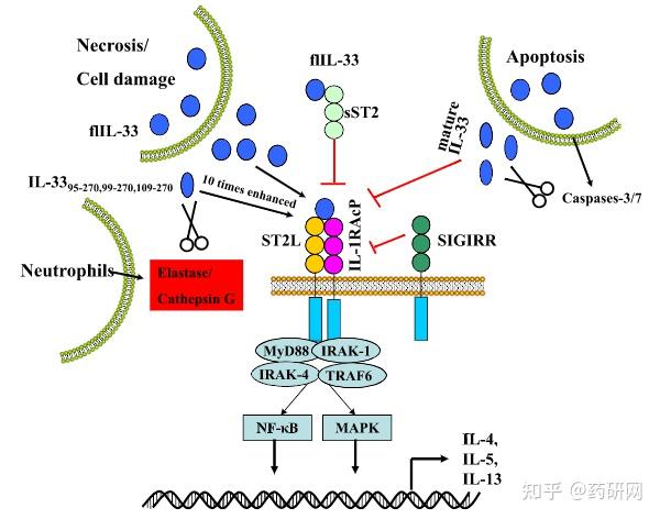 三生国健IL-33单抗申报临床，瞄准慢阻肺市场 - 知乎
