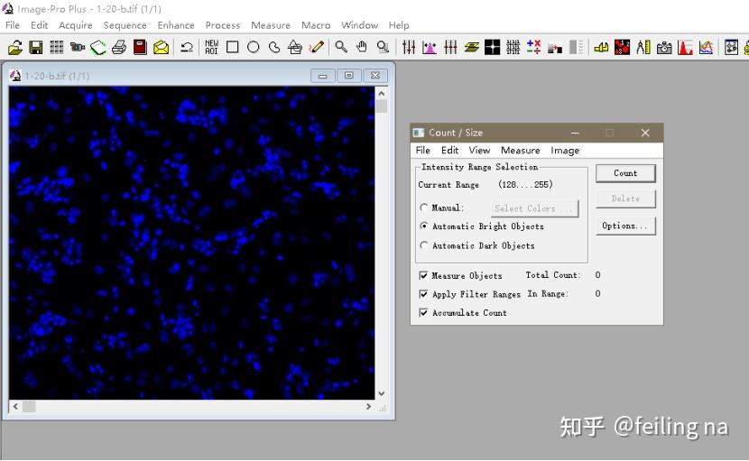 使用image pro plus分析统计荧光的步骤 - 知乎