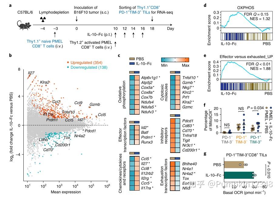 （施工完成）如何从代谢角度研究T细胞功能——IL-10可以通过对终末耗竭T细胞的代谢重编程来加强肿瘤免疫 - 知乎