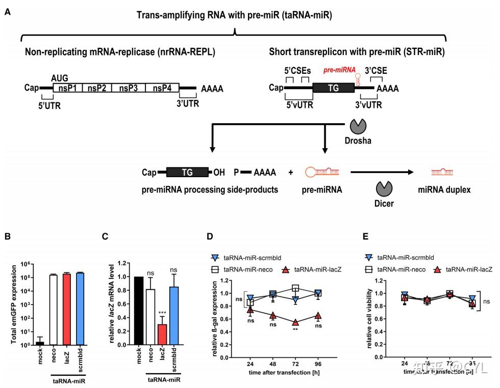 【文献翻译】表达功能性miRNA的反式扩增RNA介导靶基因抑制和转基因同时表达 - 知乎