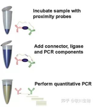 PEA原理的前世今生 | Olink蛋白质组学 - 知乎