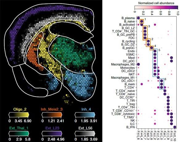 聚焦生信 | Cell2location法联合单细胞转录组进行空间转录组细胞类型映射-附代码 - 知乎