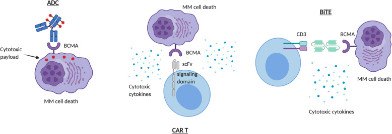 三种多发性骨髓瘤(MM)治疗热门靶点研发与人源化动物模型解析 - 知乎