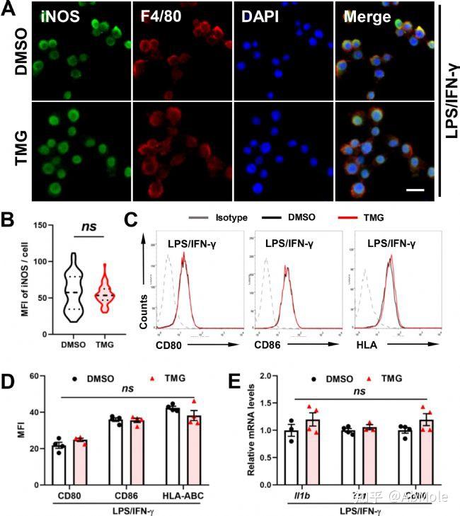 AbMole—如何高效诱导巨噬细胞的极化？ - 知乎