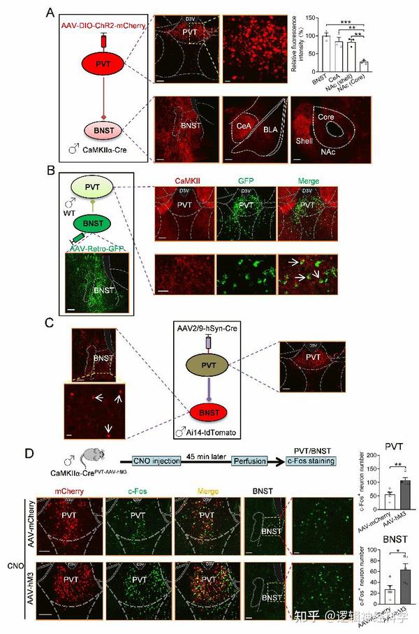 Neurobiol Dis︱李晨/李伟研究团队揭示IC→PVT→BNST神经环路调节焦虑症发病的敏感性 - 知乎
