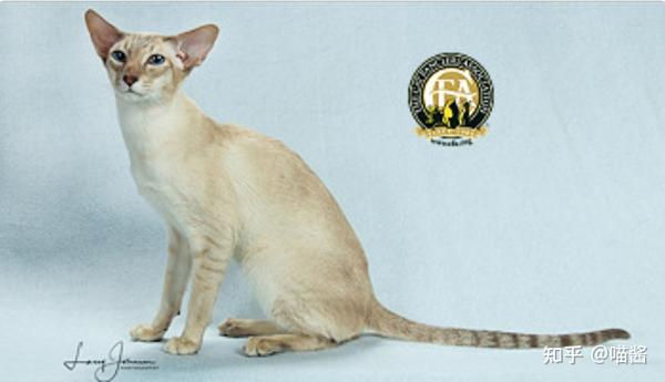 2022年CFA认证45种品种猫合集 - 知乎
