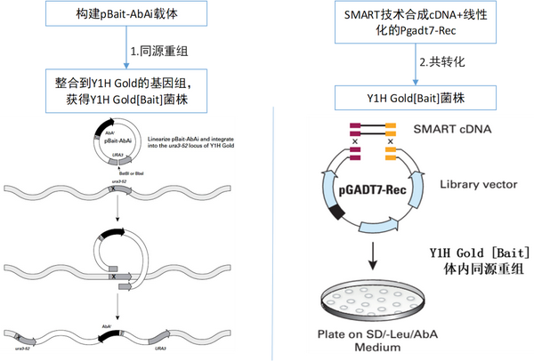 干货！如何找到靶基因上游的转录因子 - 知乎