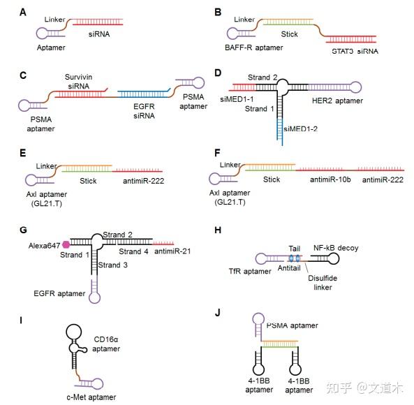 Aptamer：核酸适配体偶联药物ApDC (2) - 知乎