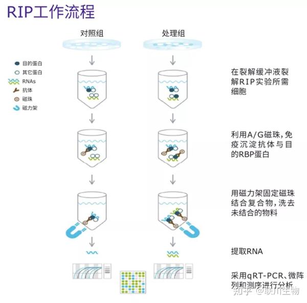 超详细RIP实验流程|RIP专题 - 知乎