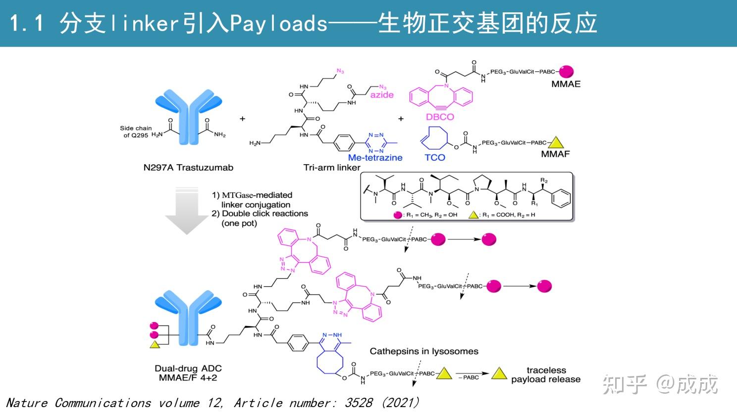 双载荷ADC的构建思路| Antibody-drug conjugates with dual payloads - 知乎