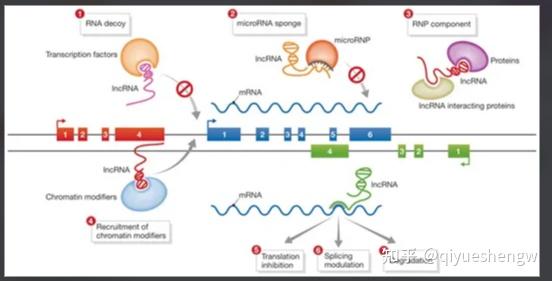 生物大分子信使RNAm-6A甲基化修饰|mRNA甲基化修饰N6-甲基腺苷（RNA修饰质谱检测） - 知乎