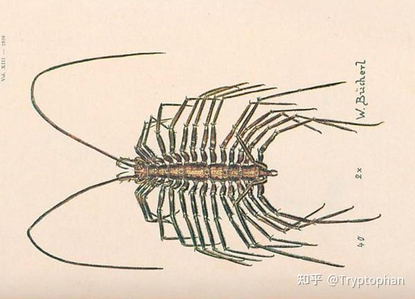 【Scutigeromorpha 】世界蚰蜒属征译名 分类 图鉴 - 知乎