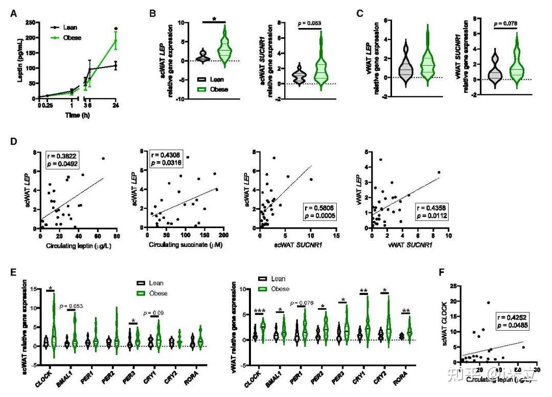 IF:29｜减肥福音：生物钟调节瘦素表达 - 知乎