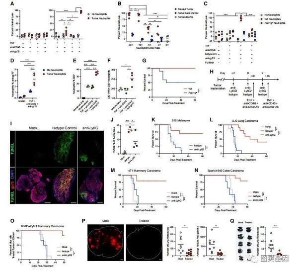 Cancer Cell | 中性粒细胞活化治疗癌症 - 知乎