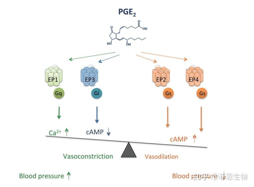 前列腺素E2(PGE2)信号通路及其生物学功能概述 - 知乎