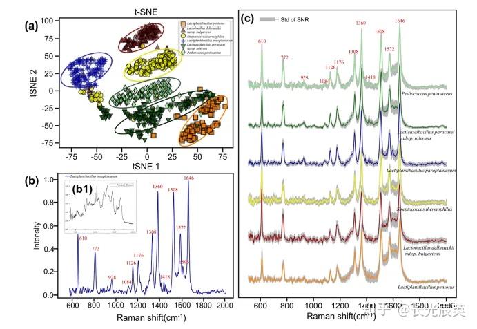 微流环境中使用光镊对发酵乳酸菌进行稳定 SERS 检测 - 知乎