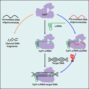 合成寡核苷酸能抑制CRISPR-Cpf1 - 知乎