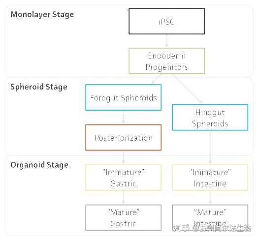 从ipsc诱导多能干细胞产生的类器官技术 - 知乎