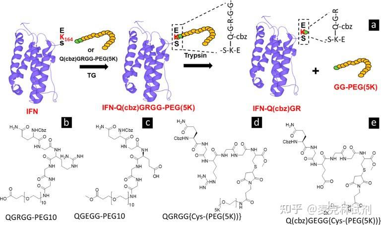 PEG linkers的化学机理与优势应用 - 知乎