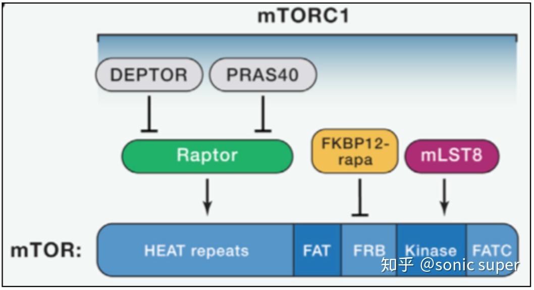 mTOR：一统抗衰老江湖的生长营养调节中枢 - 知乎