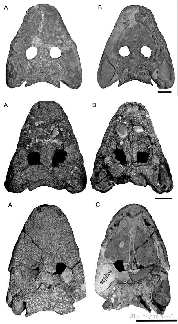 【地球演义】鲵皇 - 知乎