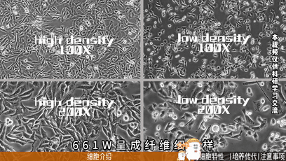 661W细胞培养，小鼠视网膜感光细胞培养攻略 - 丰晖生物 - 知乎