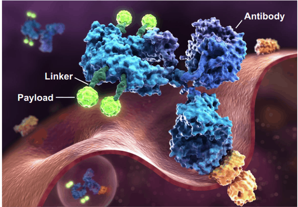 盘点： ADC药物研发优势技术 - 知乎