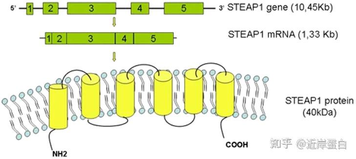 全长6次跨膜蛋白STEAP1，前列腺癌热门靶点 - 知乎