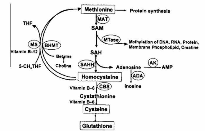 氢气治疗自闭症的疗效分析 - 知乎