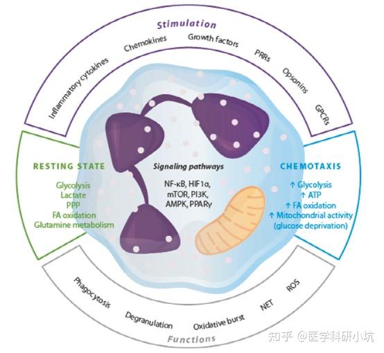 Cell Mol Immunol综述: 免疫反应的氧化还原调节 - 知乎