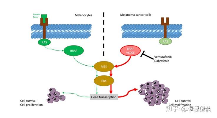 A375 Vemurafenib R耐药株体内模型介绍 - 知乎