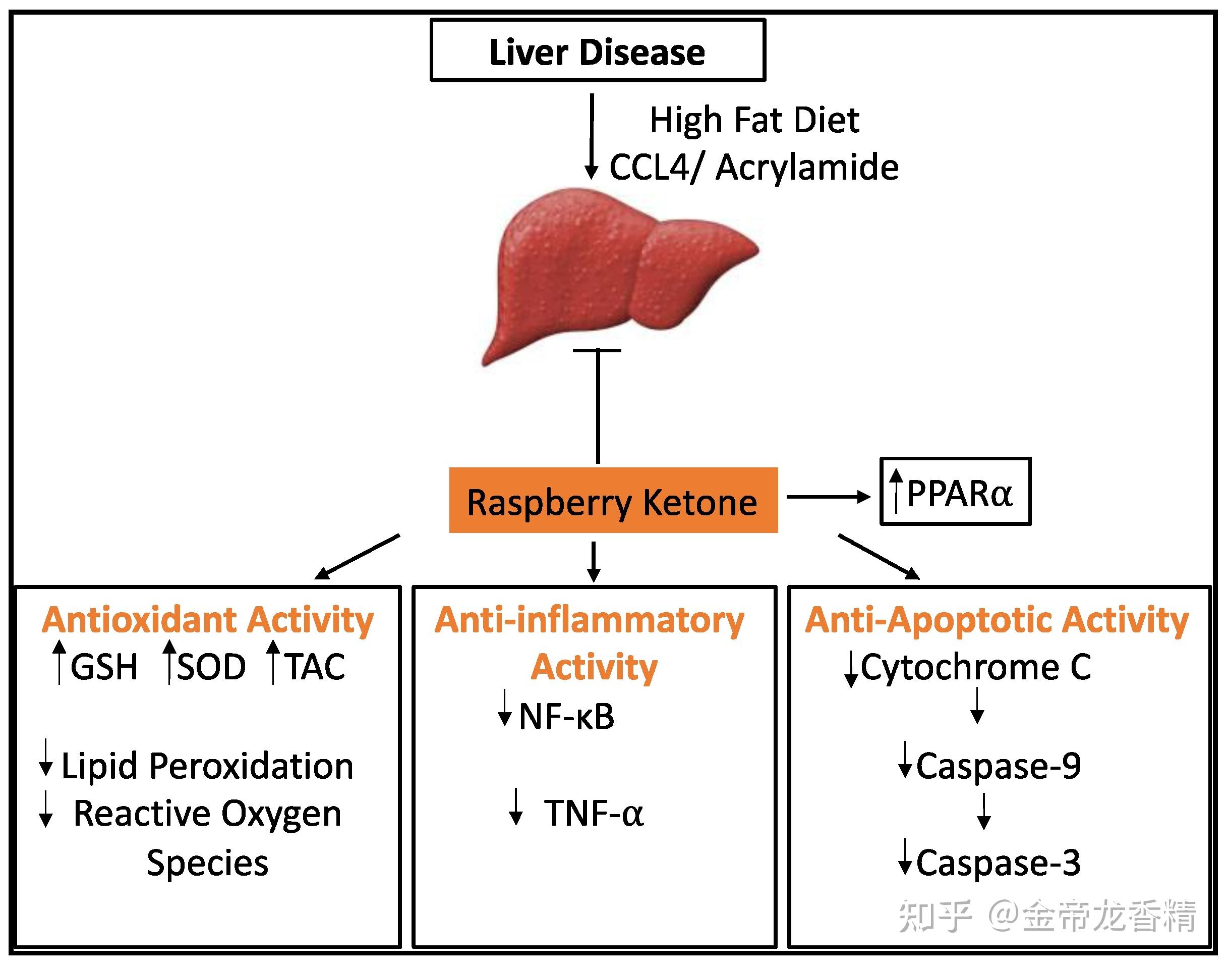 香精与香料(71)—覆盆子酮(Raspberry ketone) - 知乎