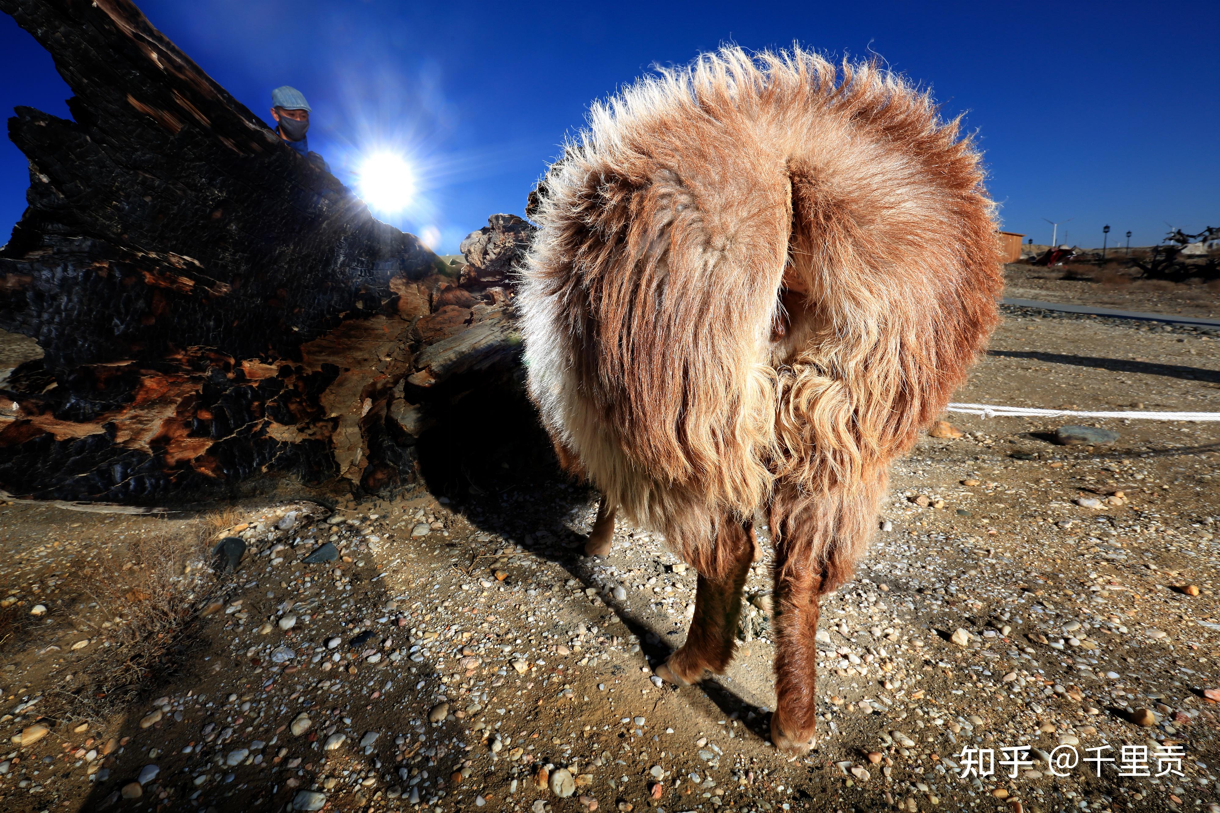 羊界的珍宝：阿勒泰大尾羊丨千里贡西域羊王 - 知乎